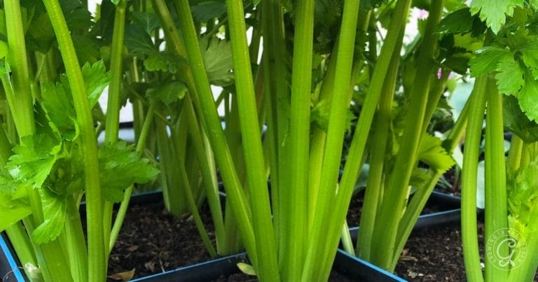 Arizona Vegetable Planting Guide: A Visual Guide for Low Desert Vegetables