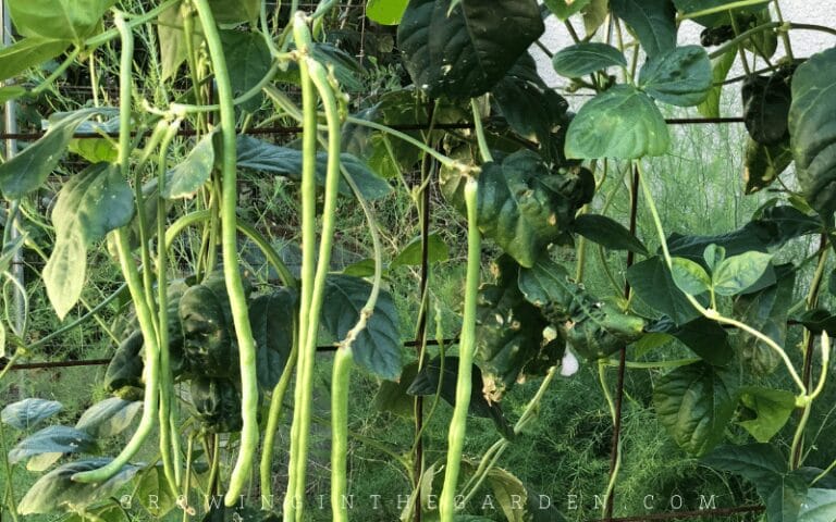 Vegetable Gardening in Arizona (2026 Guide for Desert Gardeners)