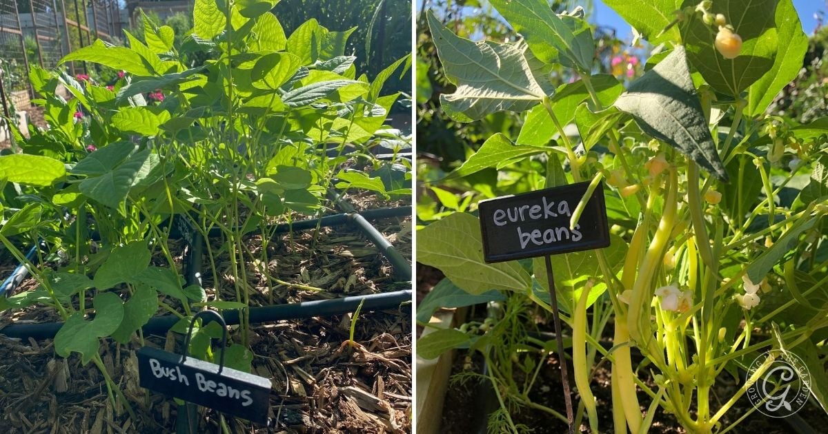 Growing Beans: How and When to Plant Pole and Green Beans - Growing In ...