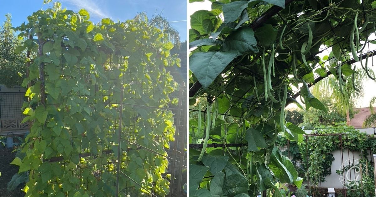 Growing Beans: How and When to Plant Pole and Green Beans - Growing In ...
