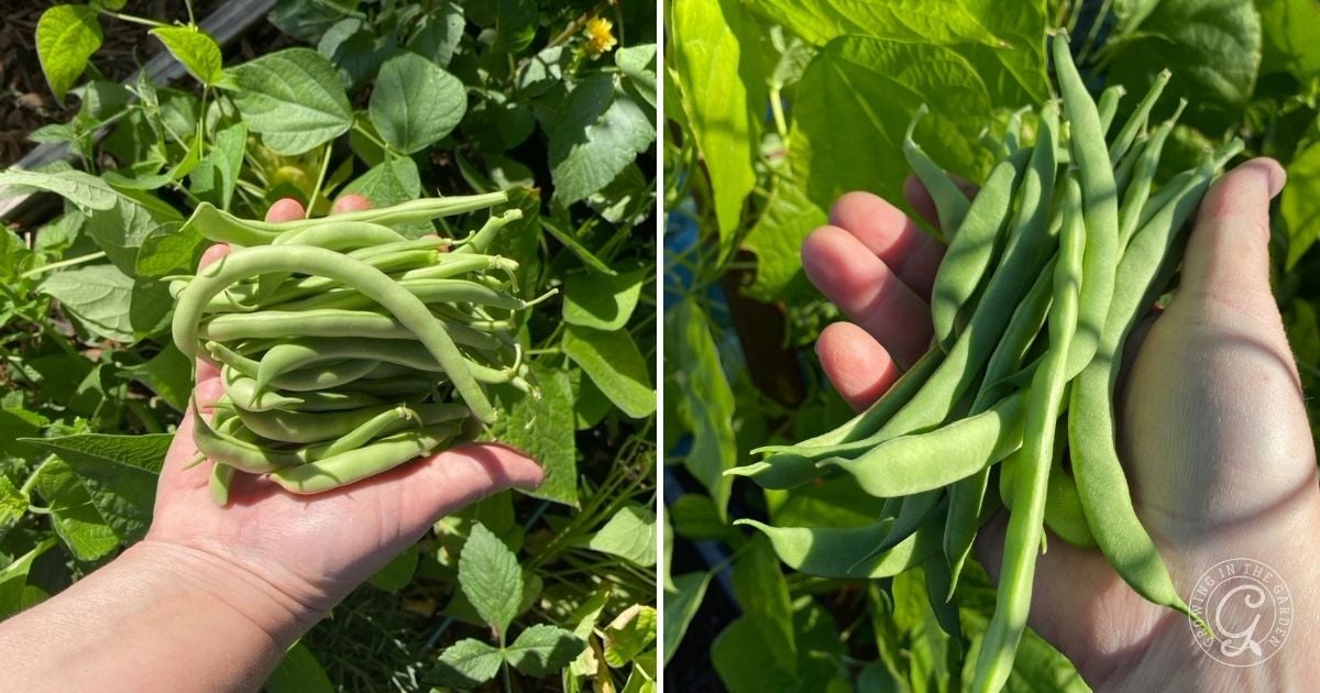 Growing Beans: How and When to Plant Pole and Green Beans - Growing In ...
