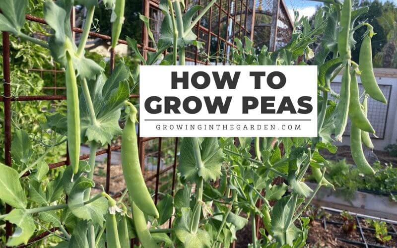 Peas: Planting, Growing and Harvesting Peas - Growing In The Garden