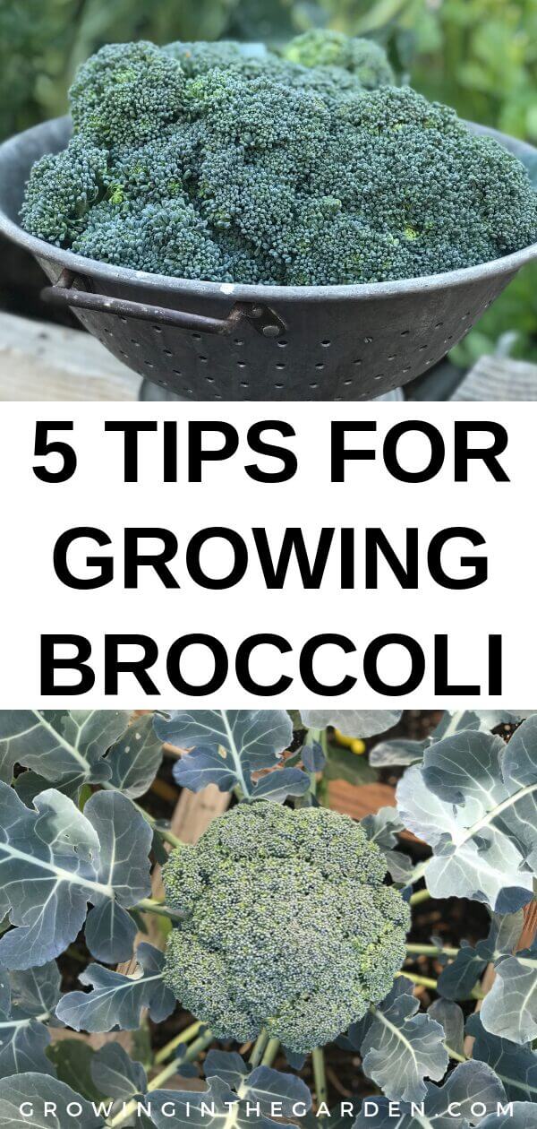 Five Tips For Growing Broccoli - Growing In The Garden