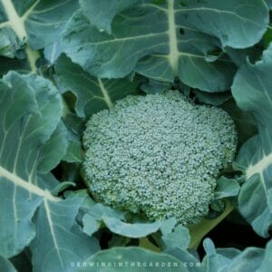 Five Tips For Growing Broccoli - Growing In The Garden