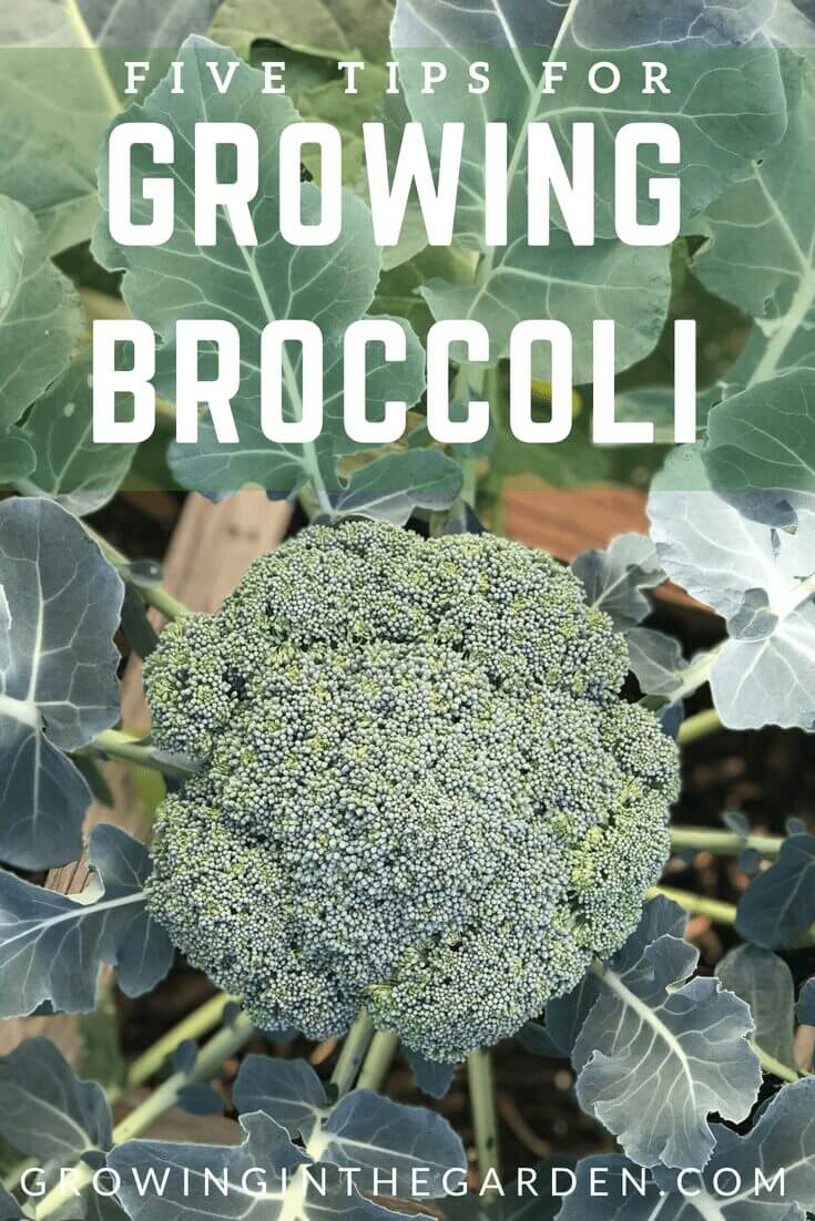 Five Tips For Growing Broccoli - Growing In The Garden
