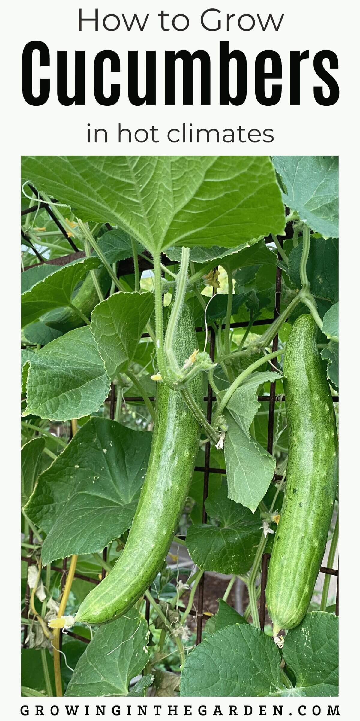 How to Grow Cucumbers in Hot Climates