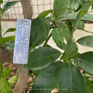 Labeling Trees: The Last Step in Planting - Growing In The Garden