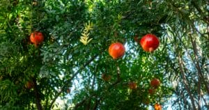 Arizona Fruit Planting Guide: A Visual Guide for Low Desert Fruit ...