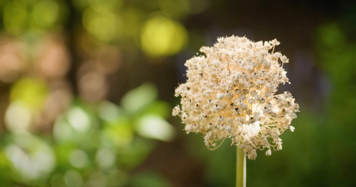 What To Do When Onions Bolt - Growing In The Garden