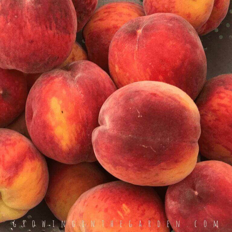 How and Why to Thin Fruit Trees - Growing In The Garden