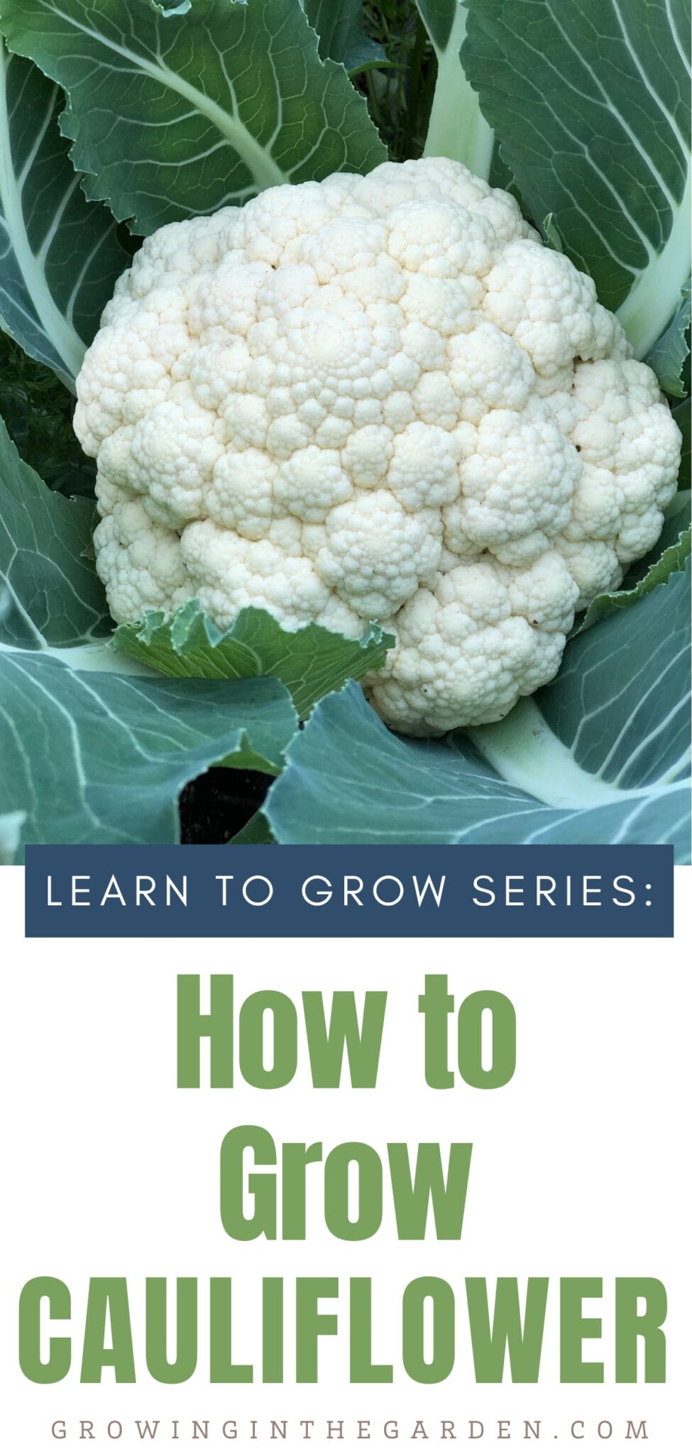 How to Successfully Grow Cauliflower - Growing In The Garden