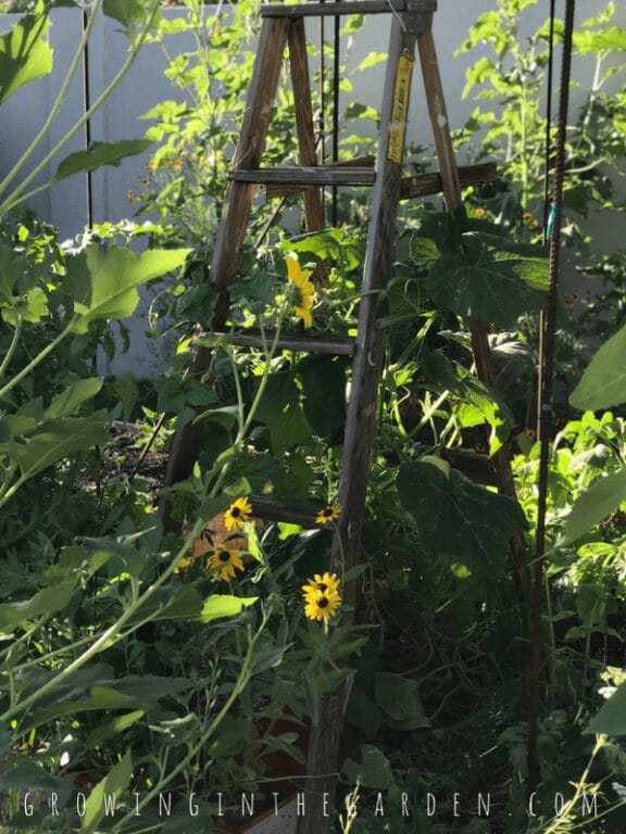 How to Use Ladders in the Garden - Growing In The Garden