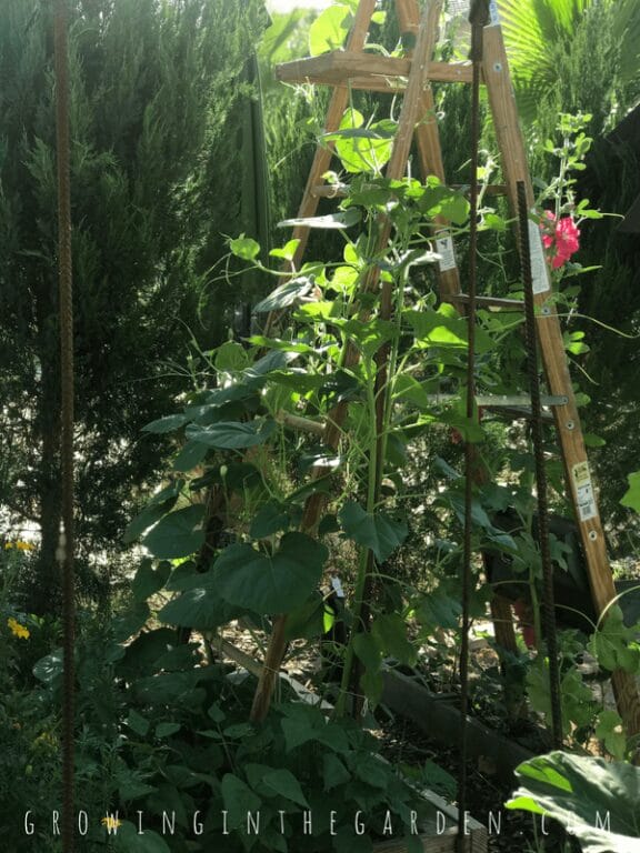 How to Use Ladders in the Garden - Growing In The Garden