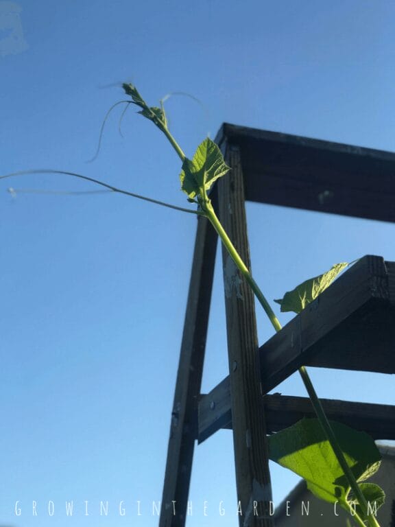 How to Use Ladders in the Garden - Growing In The Garden