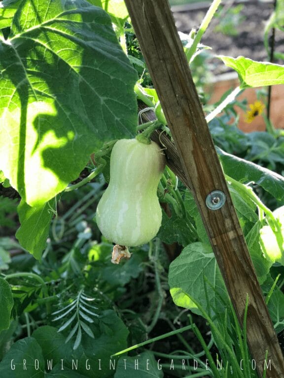 How to Use Ladders in the Garden - Growing In The Garden