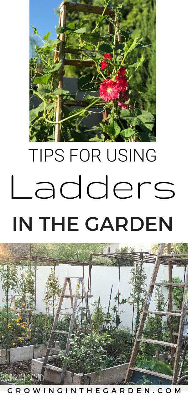 How to Use Ladders in the Garden - Growing In The Garden