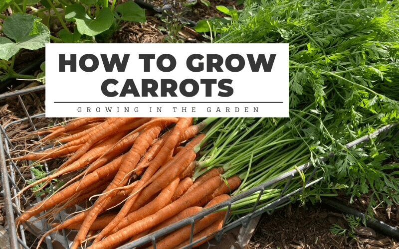 Five Tips for Growing Carrots - Growing In The Garden