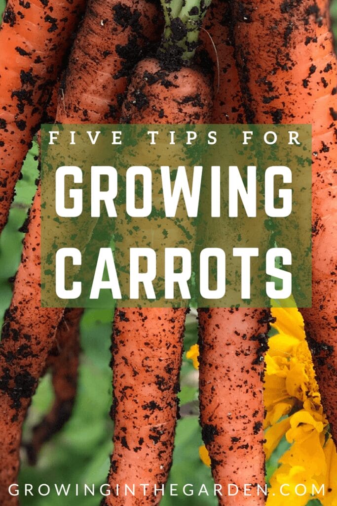 Five Tips for Growing Carrots - Growing In The Garden