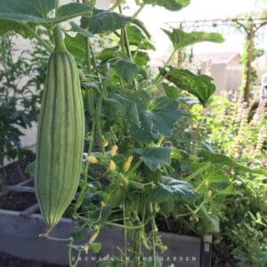 Add Vertical Space in the Garden - Growing In The Garden