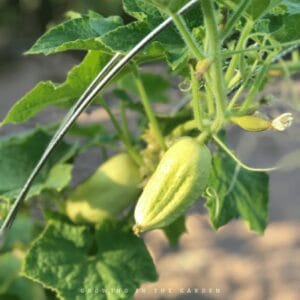 Add Vertical Space in the Garden - Growing In The Garden