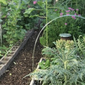 Add Vertical Space in the Garden - Growing In The Garden
