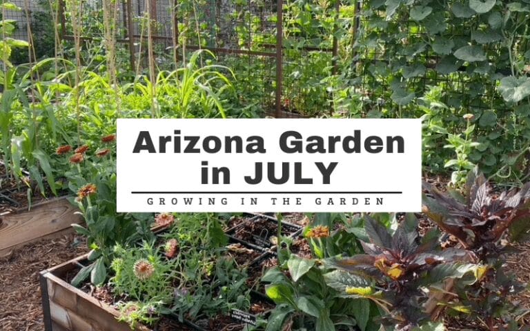 Vegetable Gardening in Arizona - Growing In The Garden