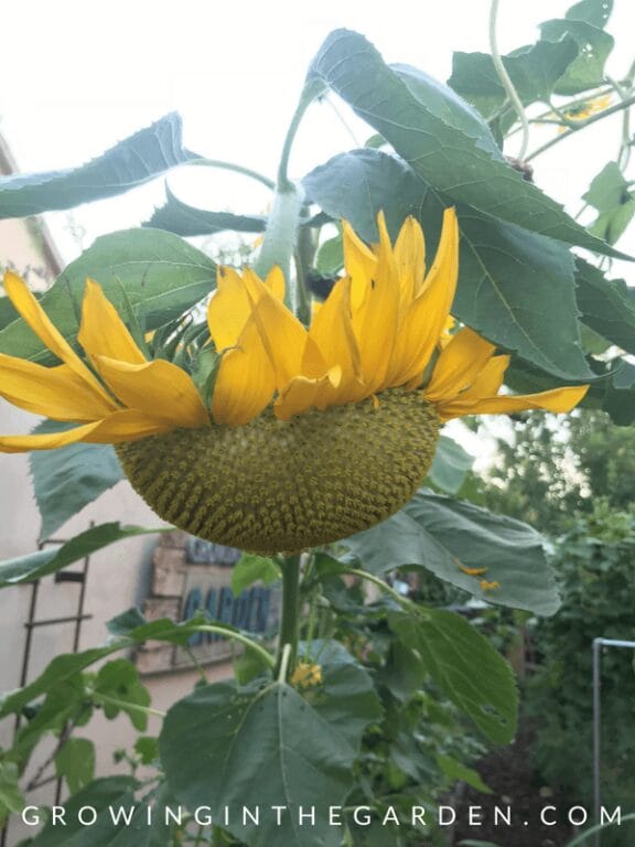 How to Grow, Harvest, and Roast Edible Sunflower Seeds - Growing In The ...
