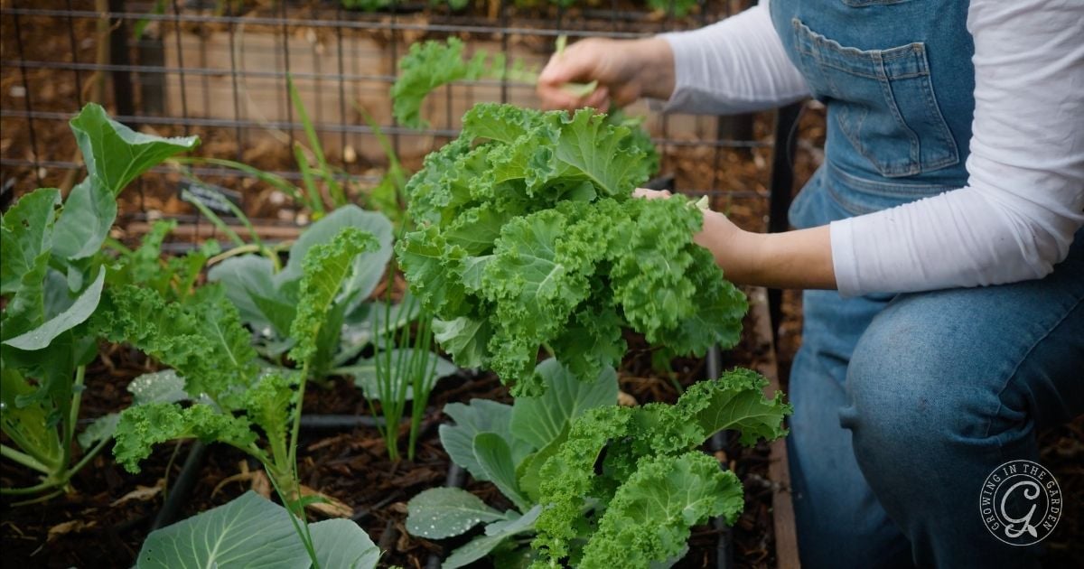 Growing Kale: Planting, Care, and Harvesting Tips