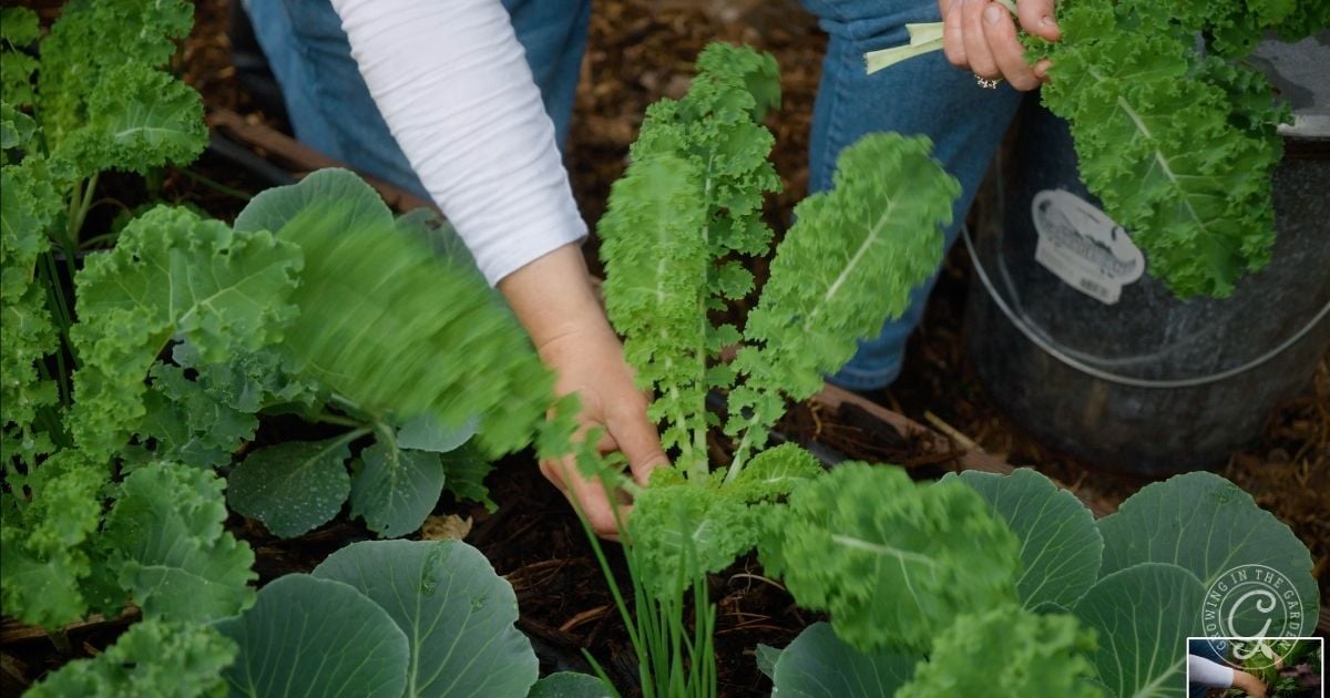 Growing Kale: Planting, Care, and Harvesting Tips - Growing In The Garden