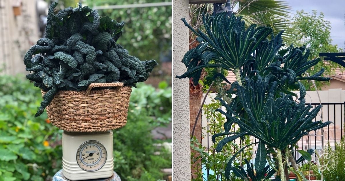 Growing Kale: Planting, Care, and Harvesting Tips - Growing In The Garden