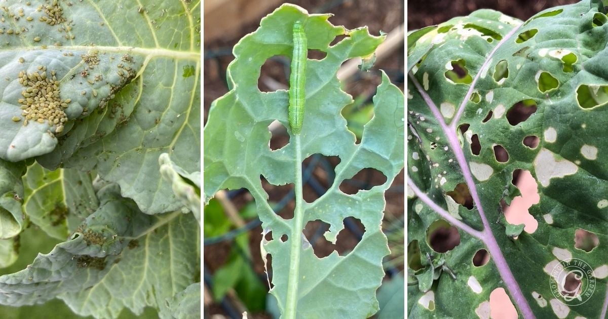 Growing Kale: Planting, Care, and Harvesting Tips - Growing In The Garden