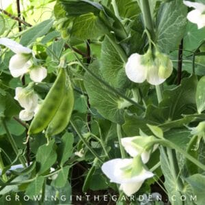 Arizona Vegetable Planting Guide: A Visual Guide for Low Desert ...