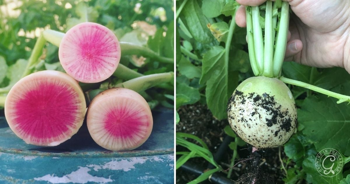Radish Planting: 10 Tips for Success - Growing In The Garden