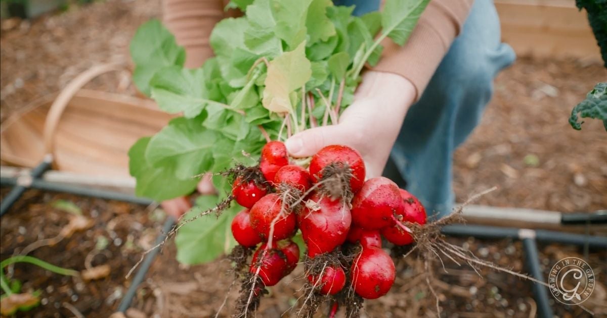Radish Planting: 10 Tips for Success - Growing In The Garden