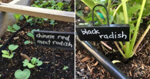 Radish Planting: 10 Tips for Success - Growing In The Garden