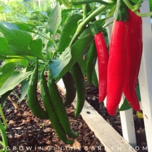 Arizona Vegetable Planting Guide: A Visual Guide for Low Desert ...
