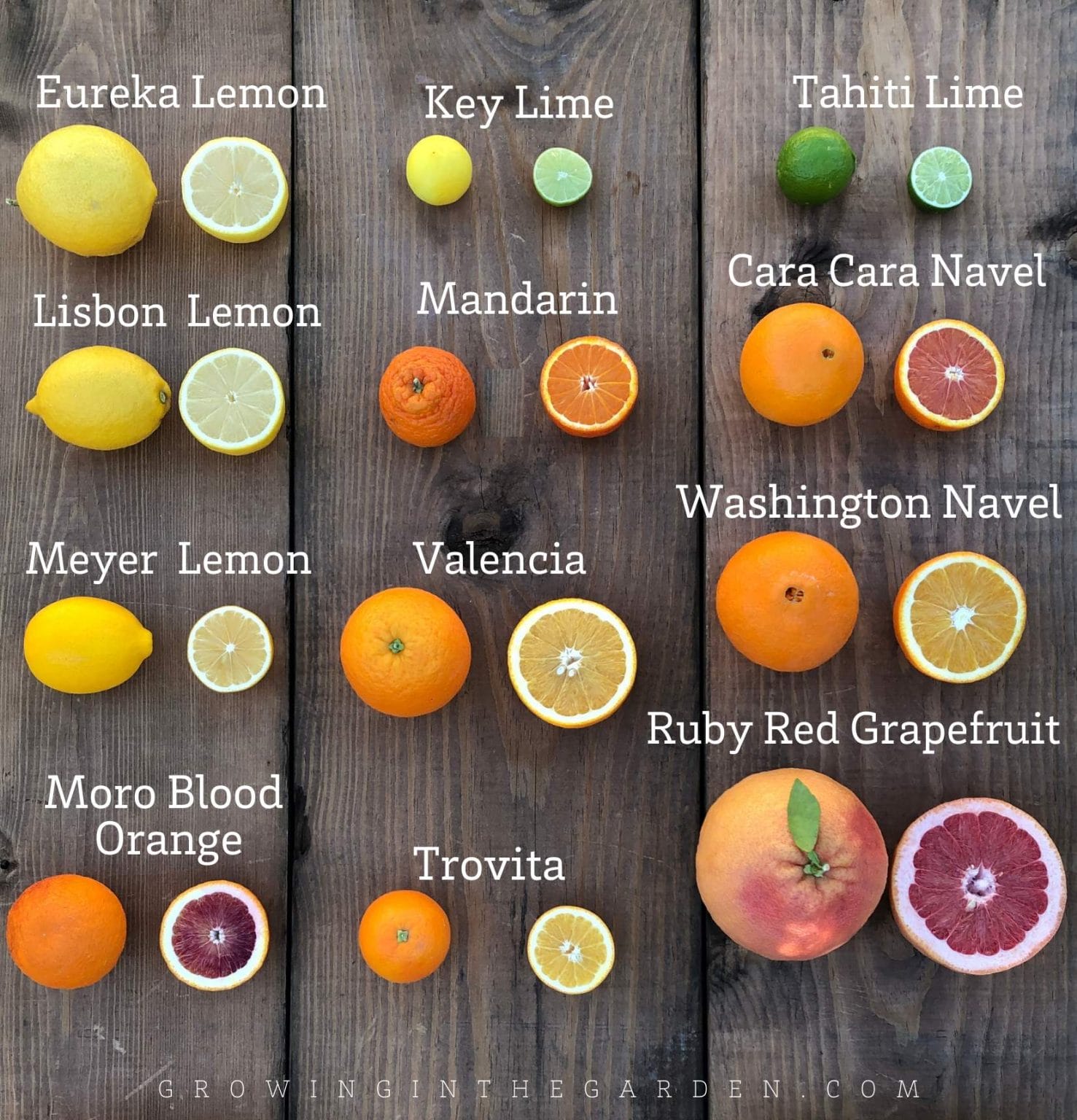Types of Citrus Trees - Varieties of Citrus - Growing In The Garden