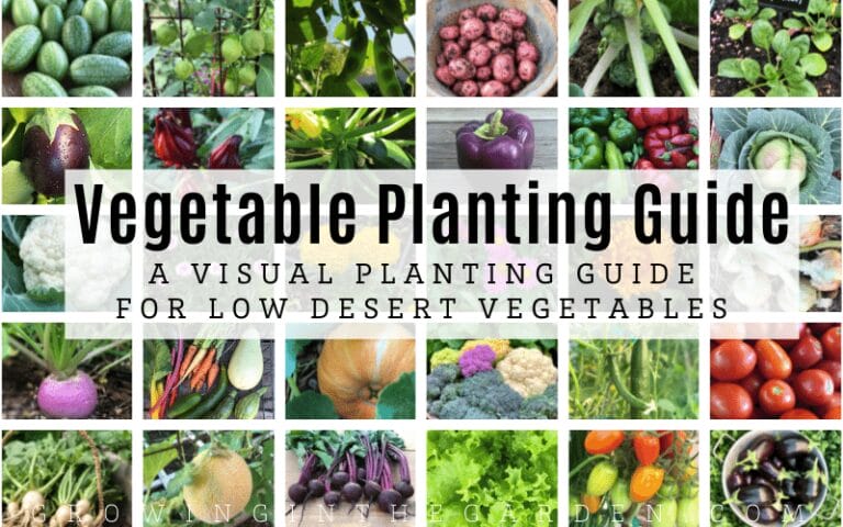 Vegetable Gardening in Arizona - Growing In The Garden