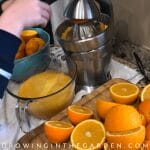 3 Tips for Juicing Oranges: How To Juice Citrus - Growing In The Garden