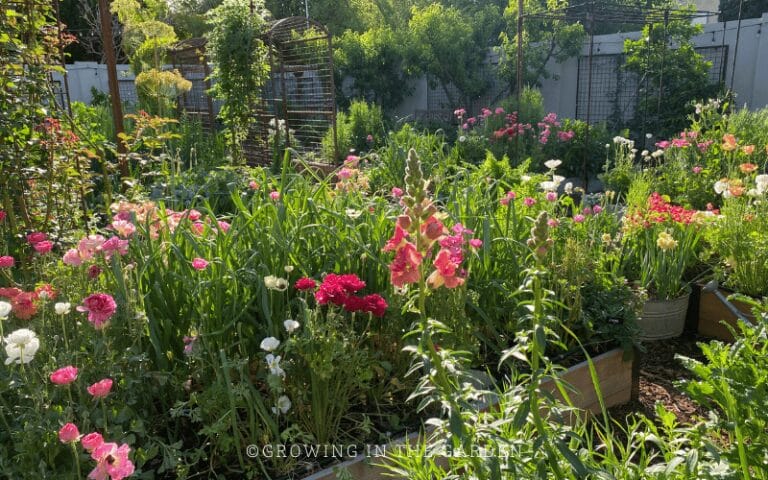 Arizona Garden in March - Growing In The Garden