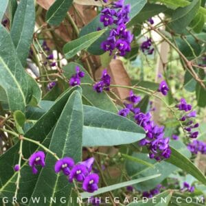 Arizona Vine Planting Guide: A Visual Guide for Low Desert Vines ...