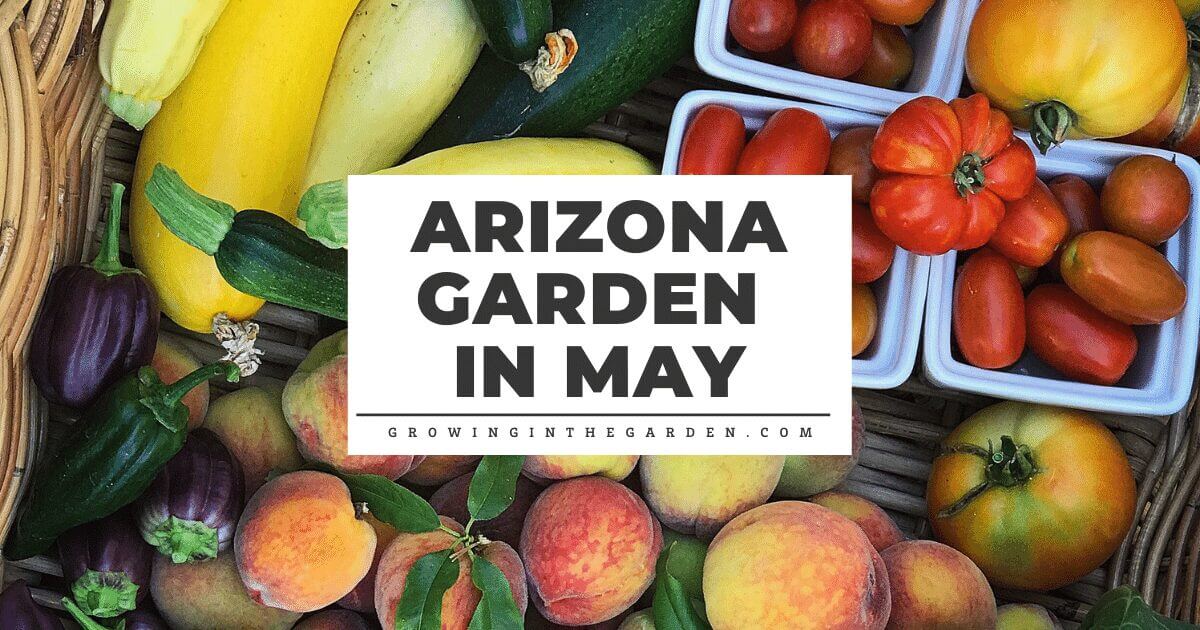 Arizona Garden in May - Growing In The Garden