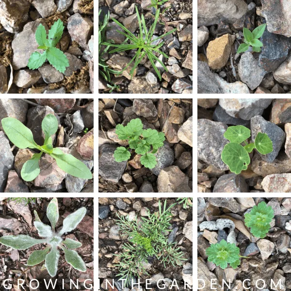How To Grow Wildflowers Growing In The Garden