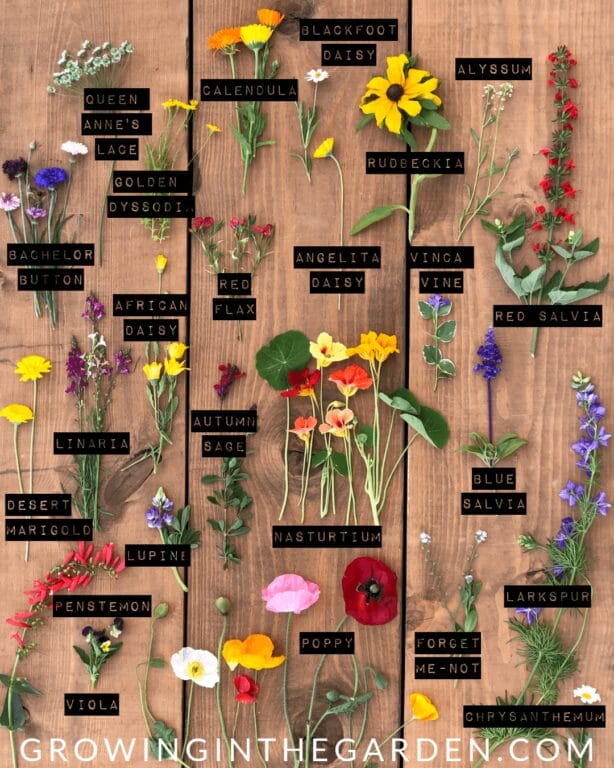 How to Grow Wildflowers - Growing In The Garden