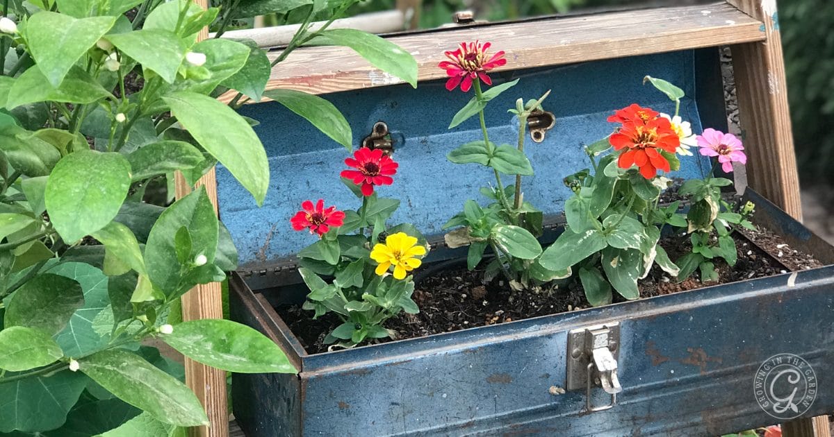 Growing A Garden In Containers A Brief Guide To Container Gardening