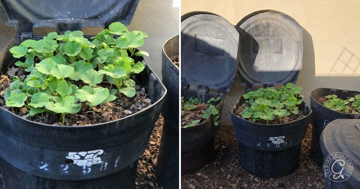 Grow Anywhere: Smart and Creative Container Gardening Ideas - Growing ...