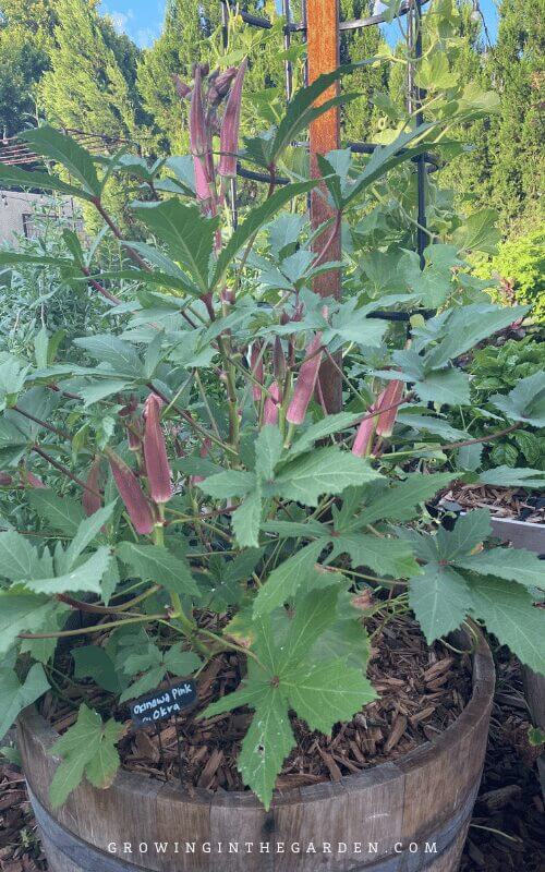 How to Grow Okra - Growing In The Garden