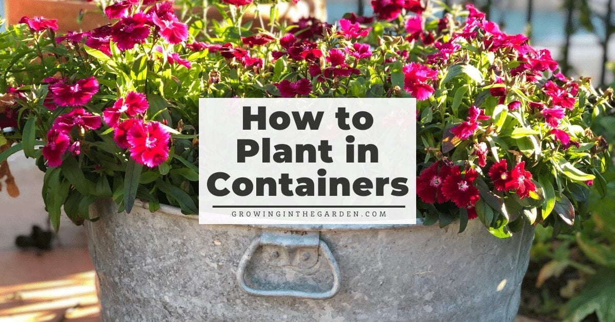 How to Plant Pots - Tips for Container Gardening - Growing In The Garden