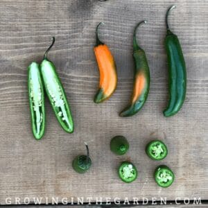 16 Types of Peppers & Pepper Varieties to Grow at Home - Growing In The ...