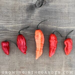 16 Types of Peppers & Pepper Varieties to Grow at Home - Growing In The ...